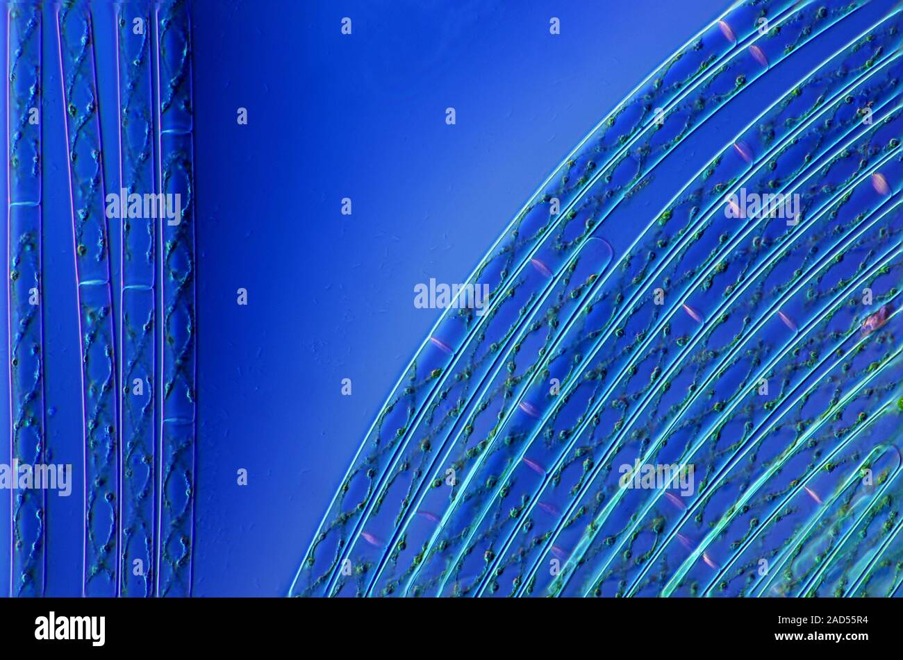 Spirogyra sp. algae. Darkfield illuminated polarised light micrograph ...