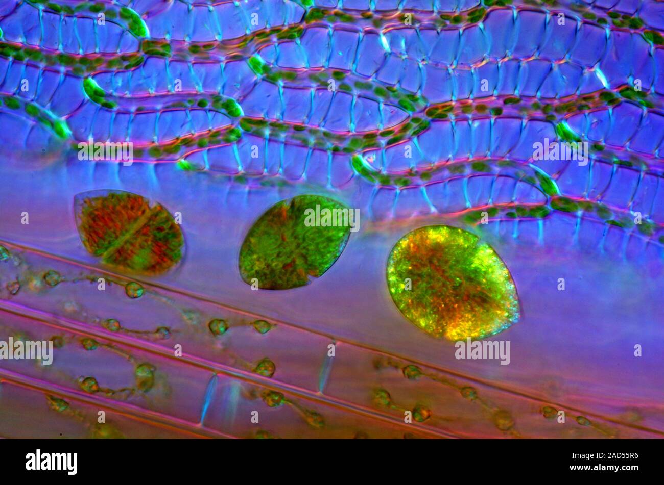 Dinoflagellates, algae and sphagnum moss. Polarised light micrograph of ...