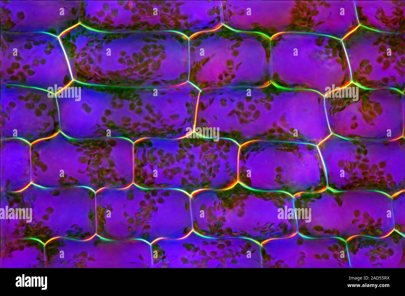 Canadian pondweed (Elodea canadensis). Polarised light micrograph of a ...