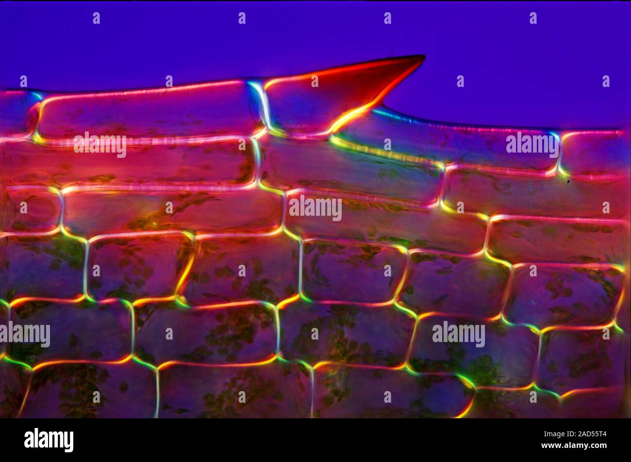 Canadian pondweed (Elodea canadensis). Polarised light micrograph of a ...