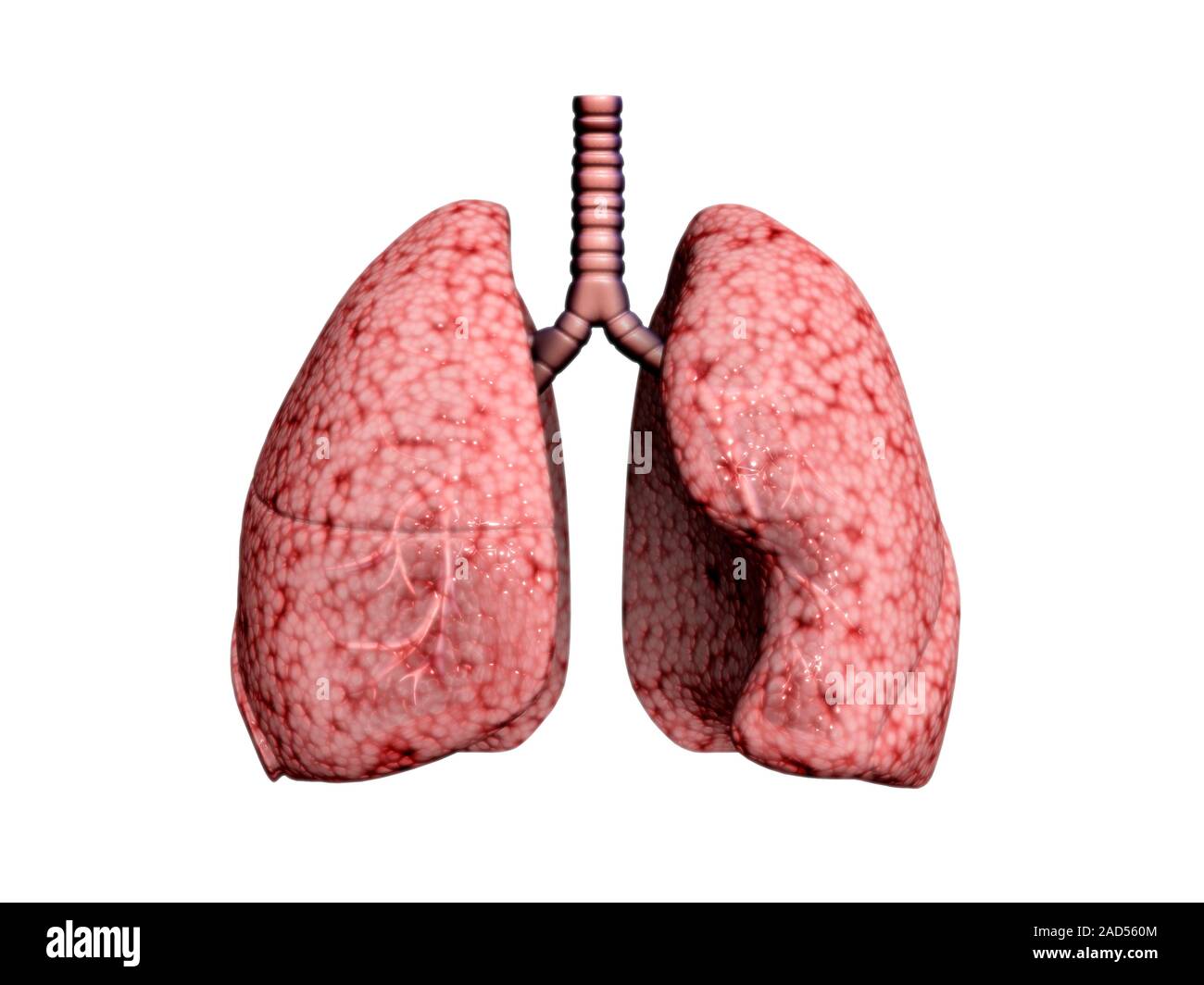 Lungs and trachea. Illustration of the trachea (windpipe) and lungs ...
