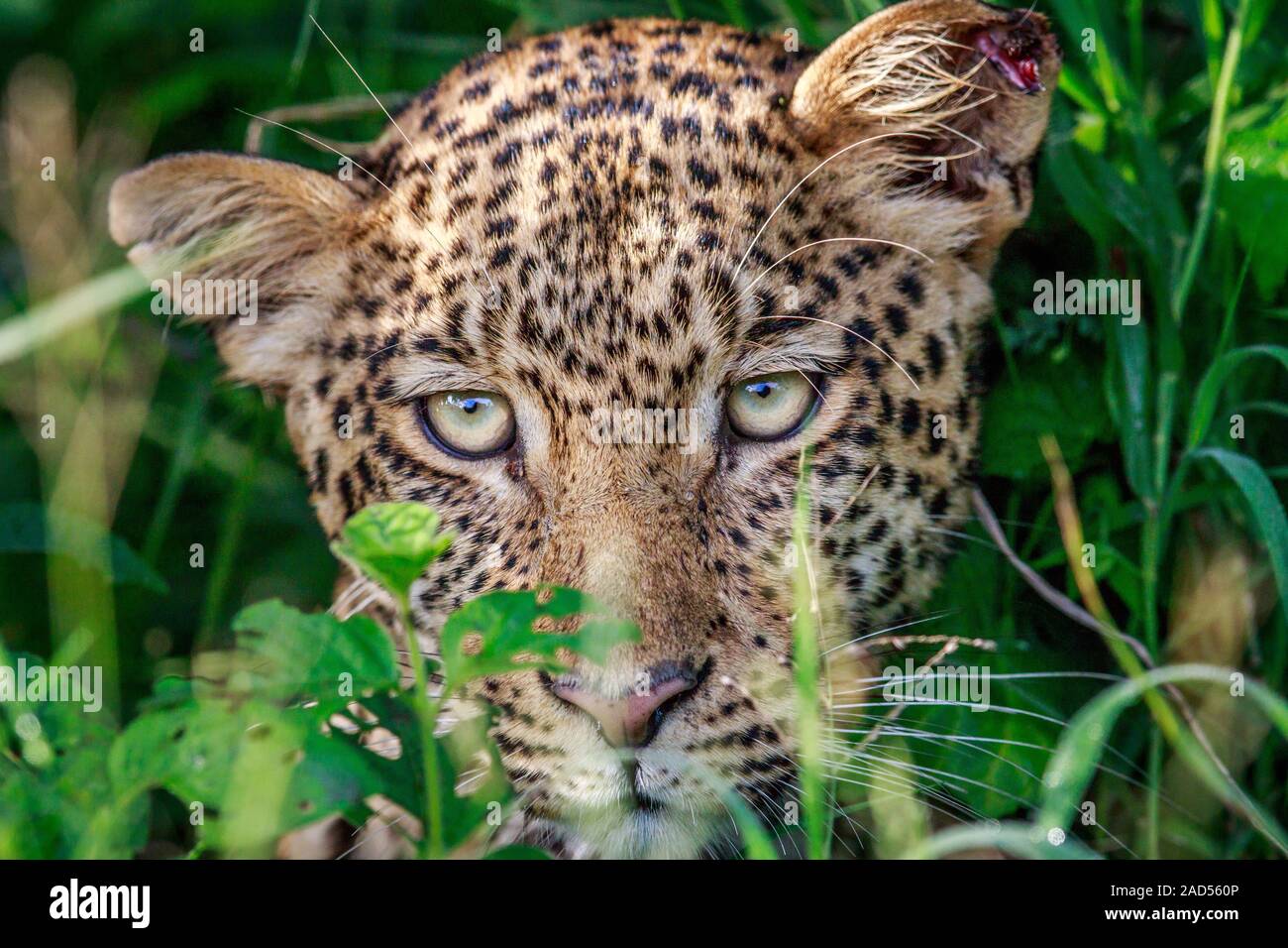 Leopard looking at camera hi-res stock photography and images - Alamy