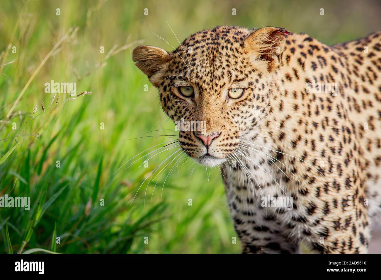 Fel symbol hi-res stock photography and images - Alamy