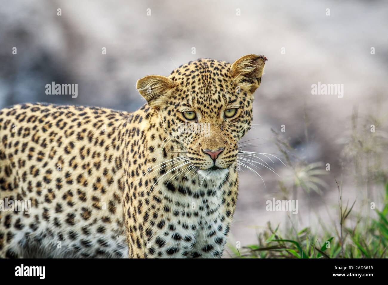Leopard starring at the camera Stock Photo - Alamy