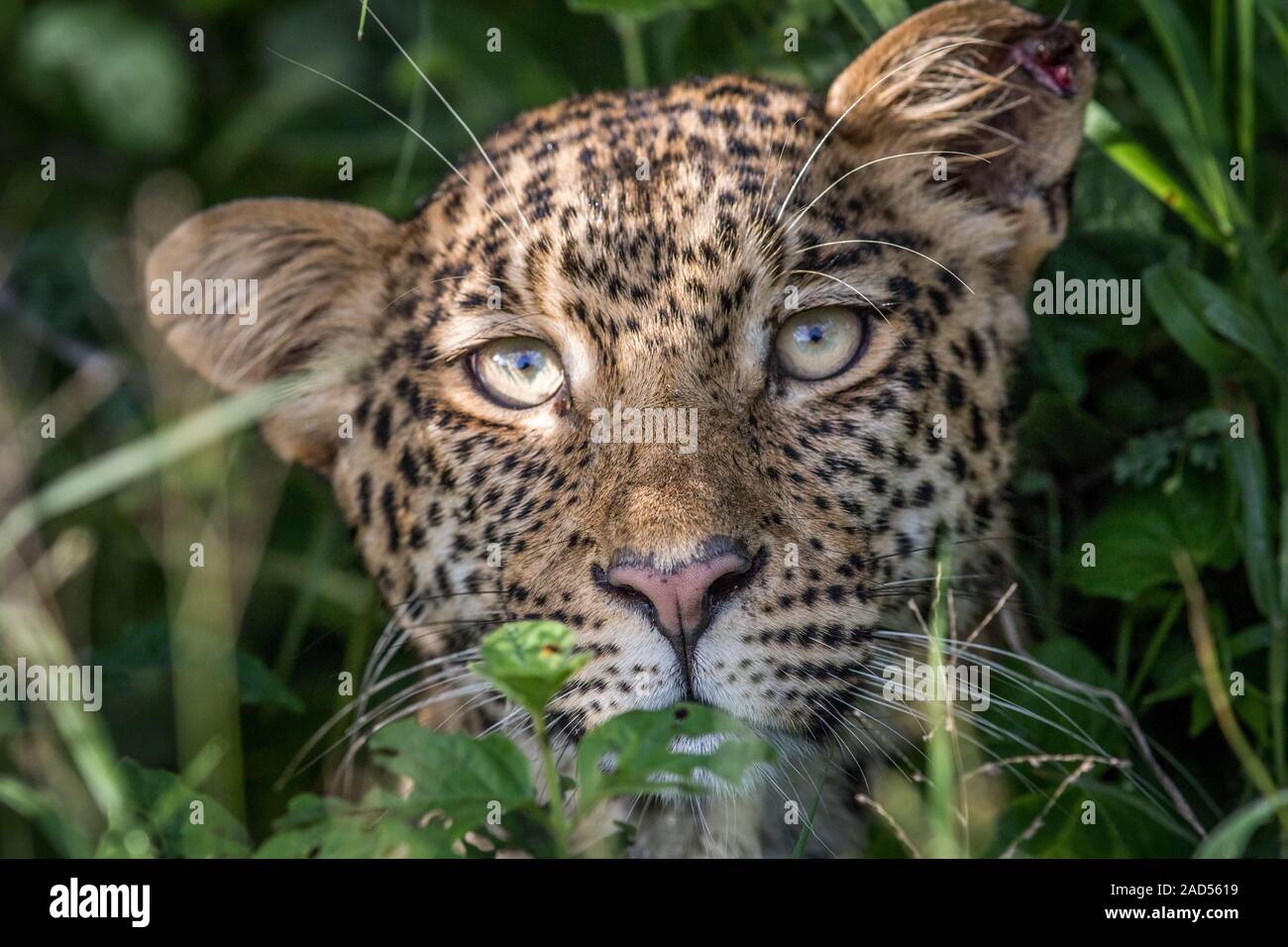 Leopard starring at the camera Stock Photo - Alamy