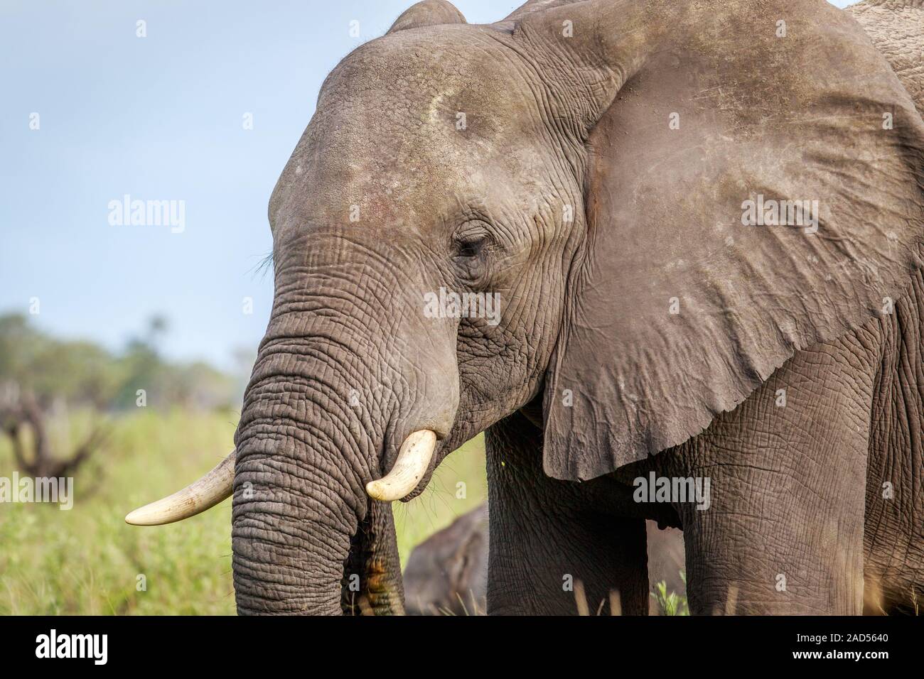 Side profile of an Elephant Stock Photo - Alamy
