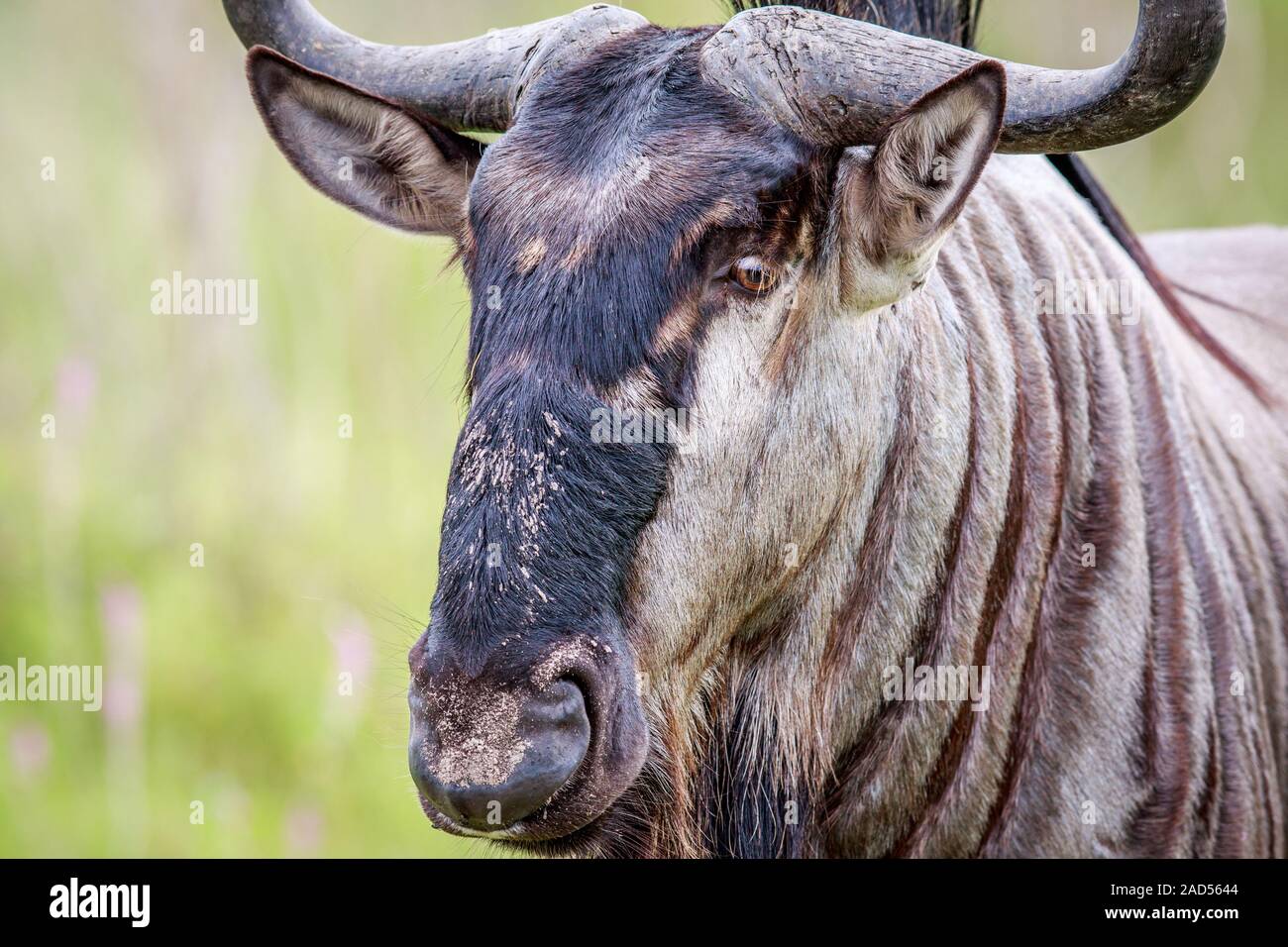 Wildebeest Face