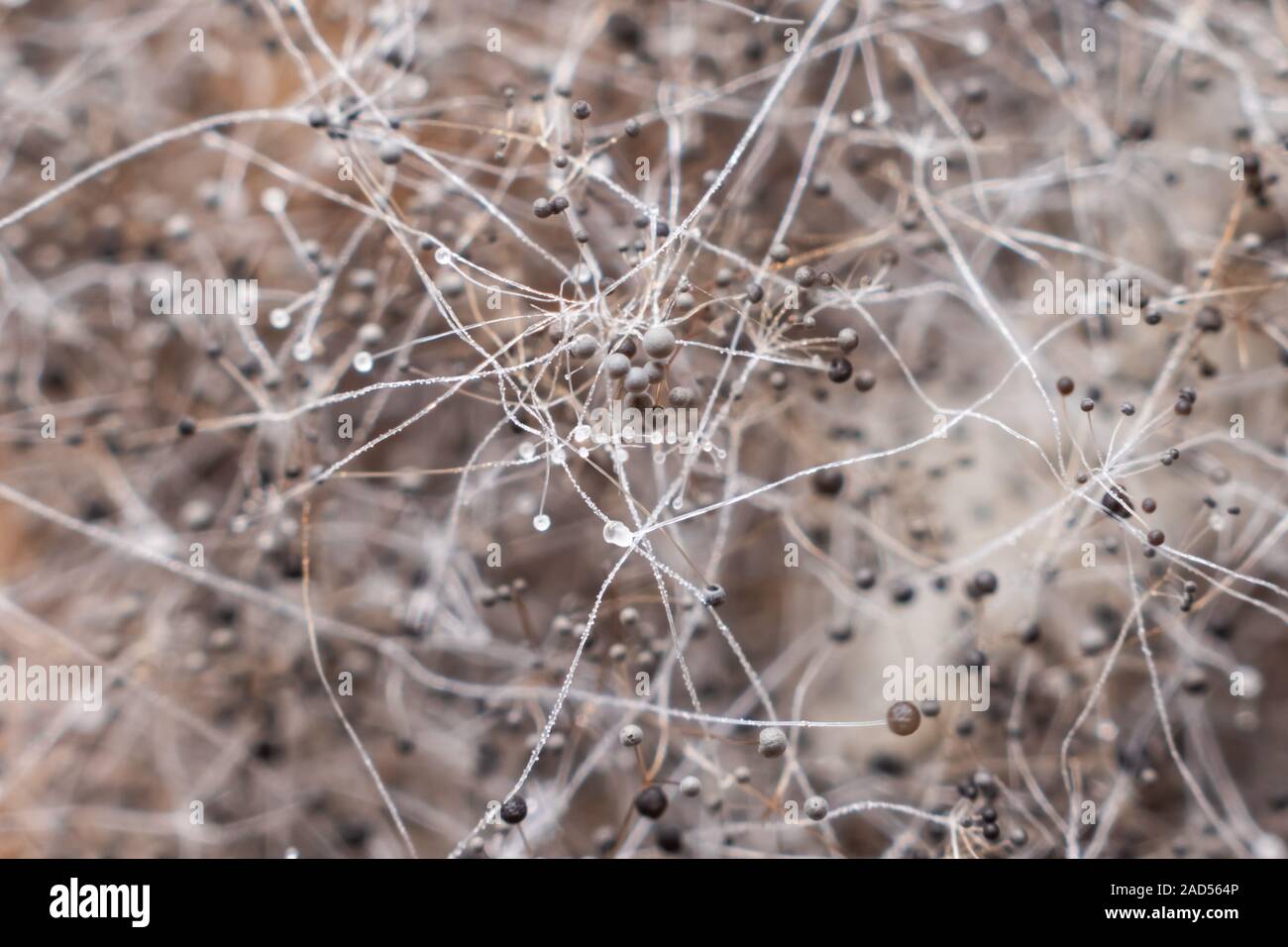 Extreme macro close-up of Bread Mold (Rhizopus Stock Photo - Alamy