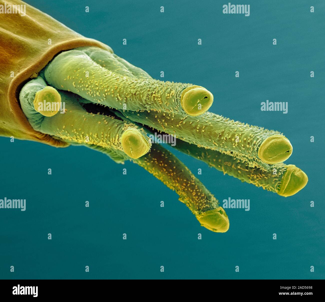 Breathing tube on a fruit fly's pupa, coloured scanning electron ...