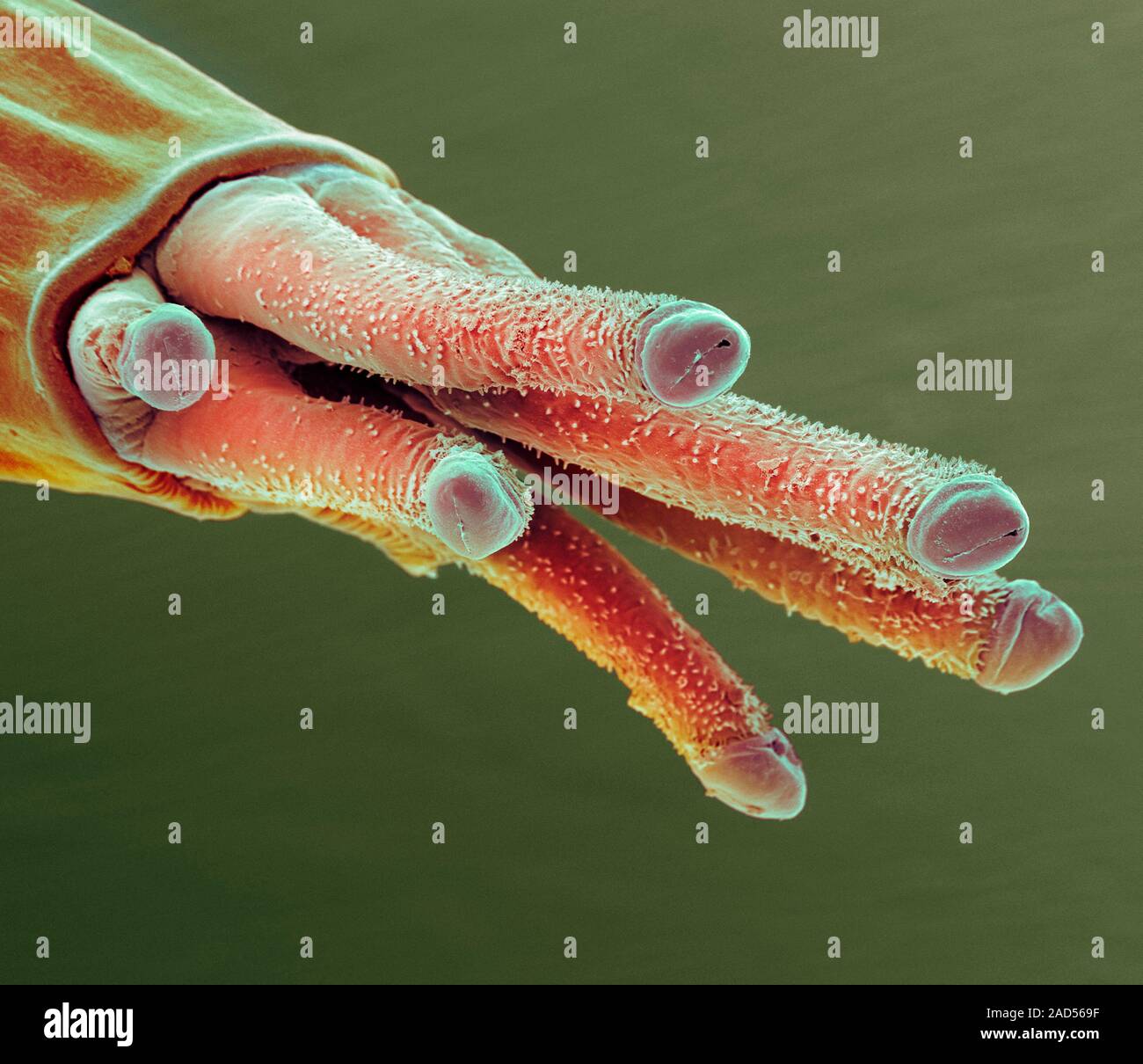 Breathing tube on a fruit fly's pupa, coloured scanning electron ...