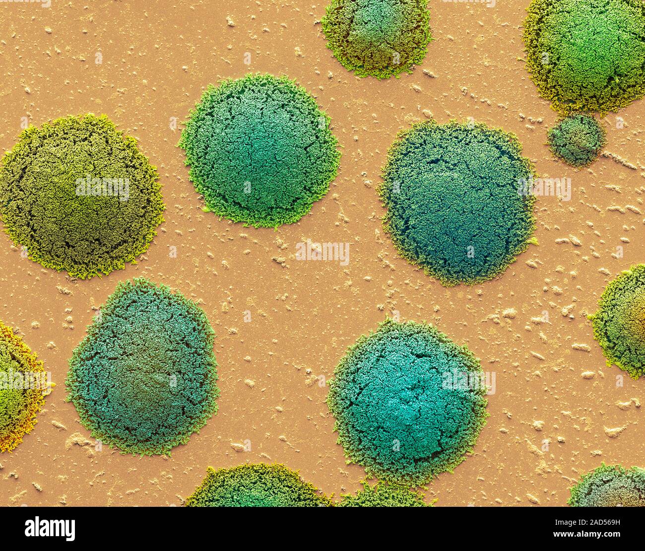 Bacterial colonies. Scanning electron micrograph (SEM) of a bacterial ...