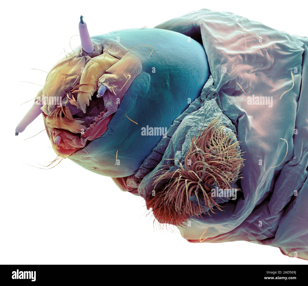 Bloodworm (Chironomus tetans) head, coloured scanning electron ...