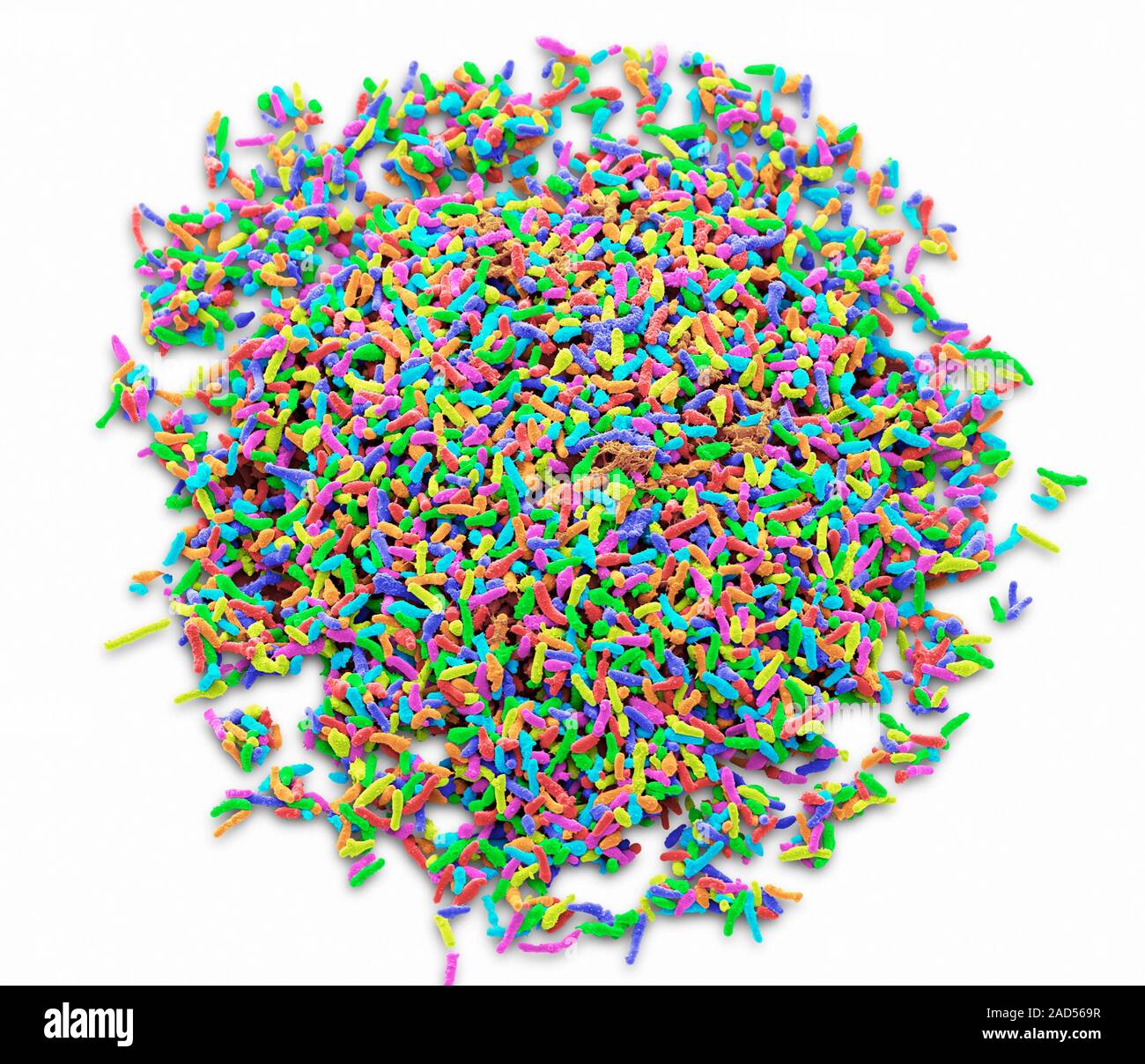 Bacterial colony. Scanning electron micrograph (SEM) of a bacterial ... Bacterial colony. Scanning electron micrograph (SEM) of a bacterial ...