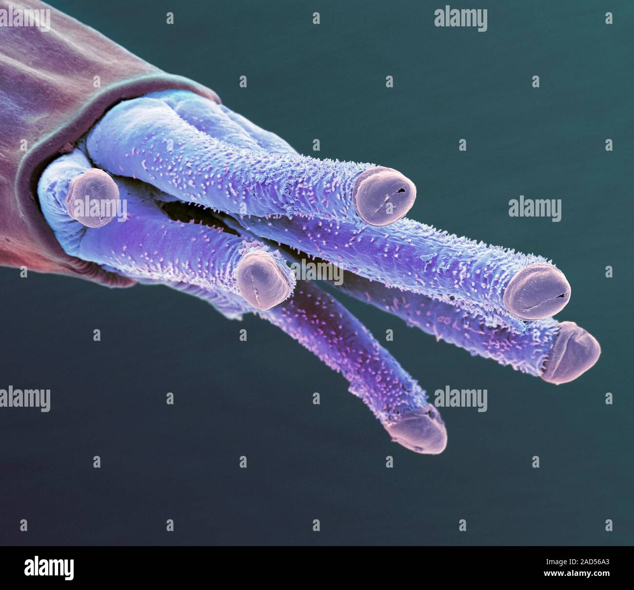 Breathing tube on a fruit fly's pupa, coloured scanning electron ...