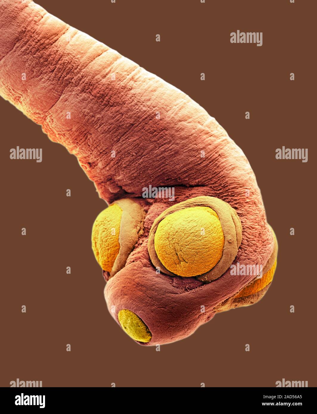 Dog tapeworm. Coloured scanning electron micrograph (SEM) of a dog ...