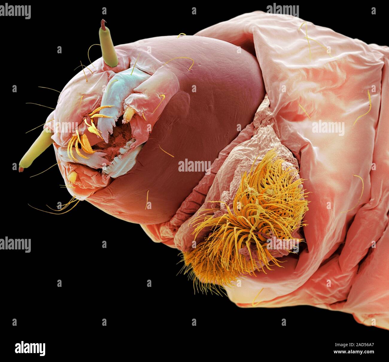 Bloodworm (Chironomus tetans) head, coloured scanning electron ...