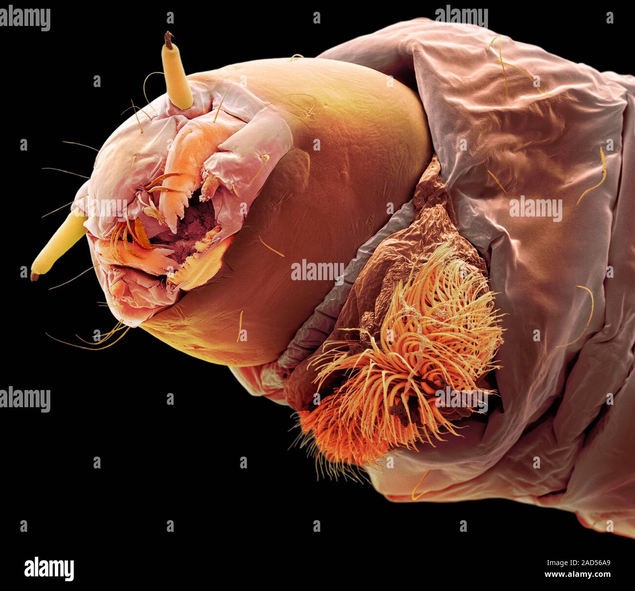 Bloodworm (Chironomus tetans) head, coloured scanning electron ...