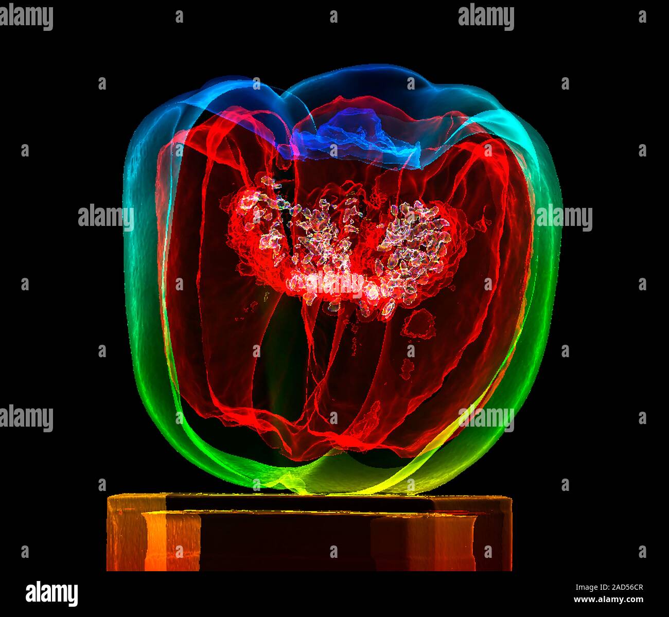 Bell pepper (Capsicum annuum). Coloured 3D computed tomography (CT ...