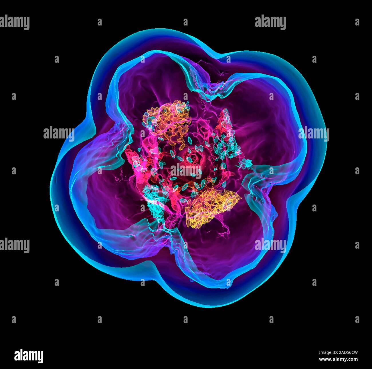Bell pepper (Capsicum annuum). Coloured 3D computed tomography (CT ...