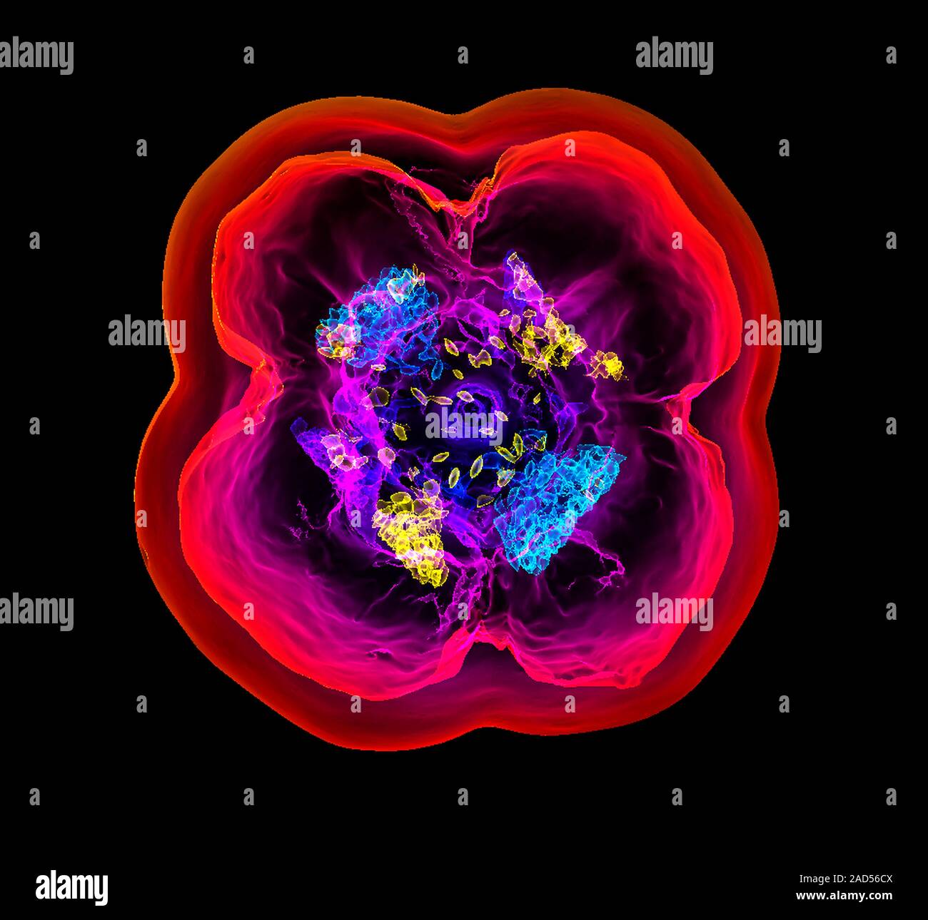 Bell pepper (Capsicum annuum). Coloured 3D computed tomography (CT ...