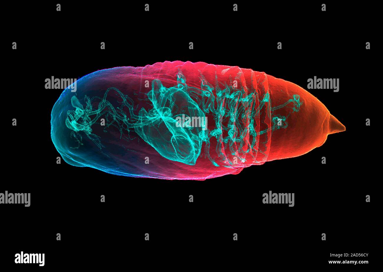 Tussock moth pupa. Coloured 3D micro-computed tomography (CT) scan of a ...