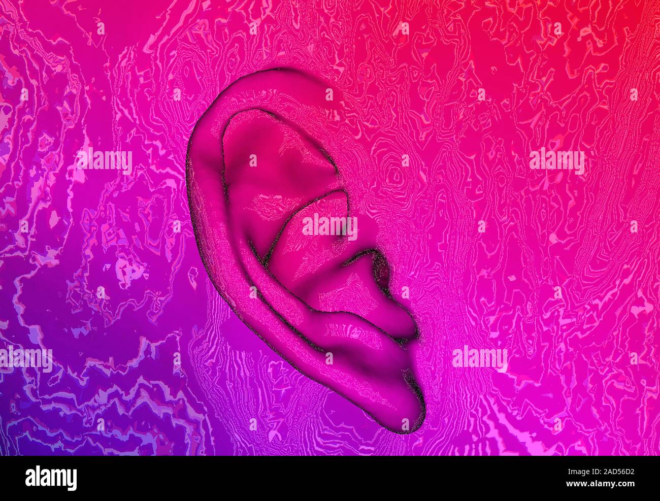 Human ear. Composite image of a coloured 3D computed tomography (CT ...