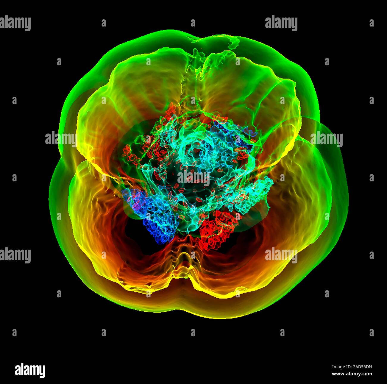 Bell pepper (Capsicum annuum). Coloured 3D computed tomography (CT ...