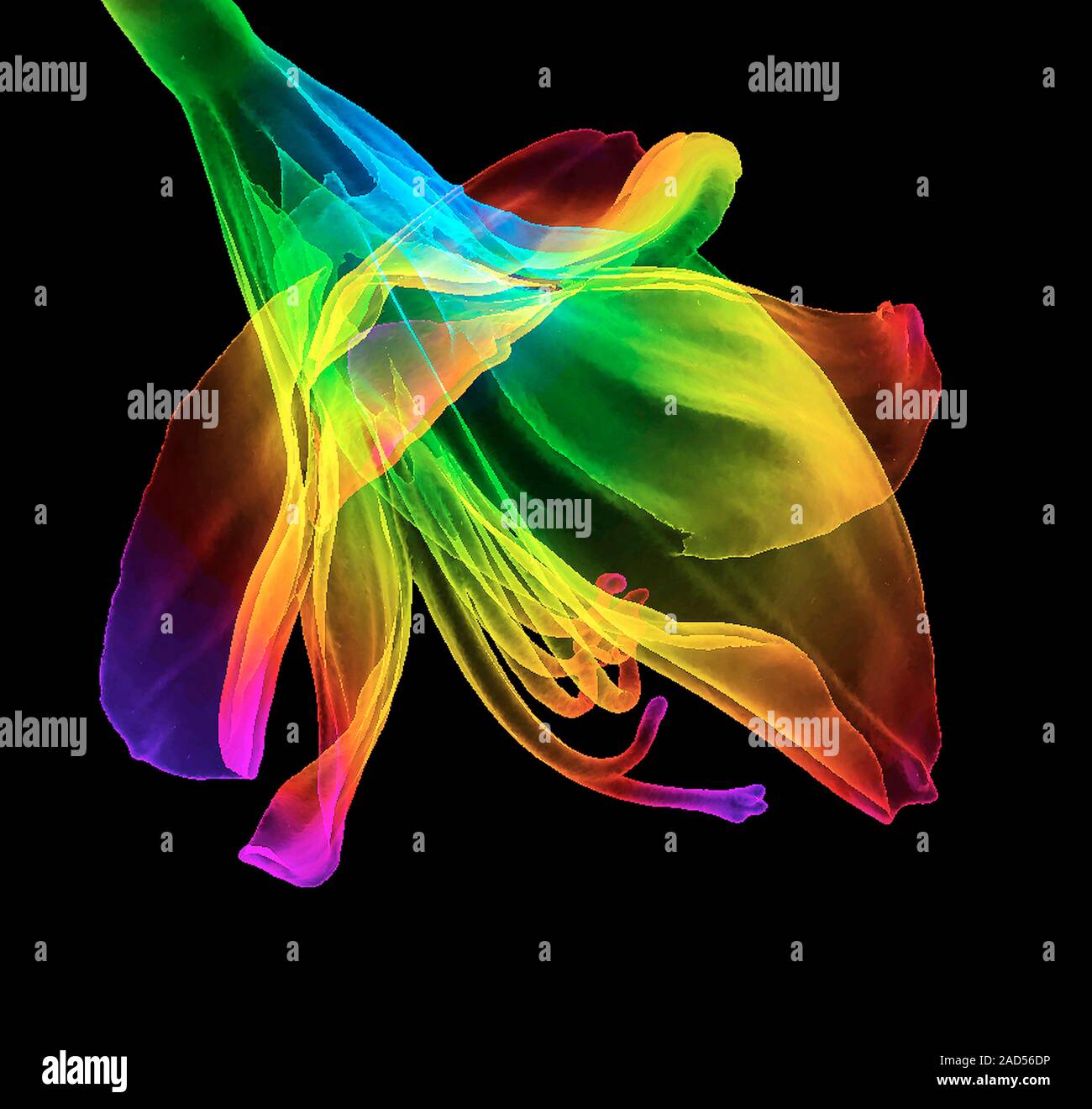 Amaryllis (Hippeastrum sp.) flower, coloured 3D computed tomography (CT ...