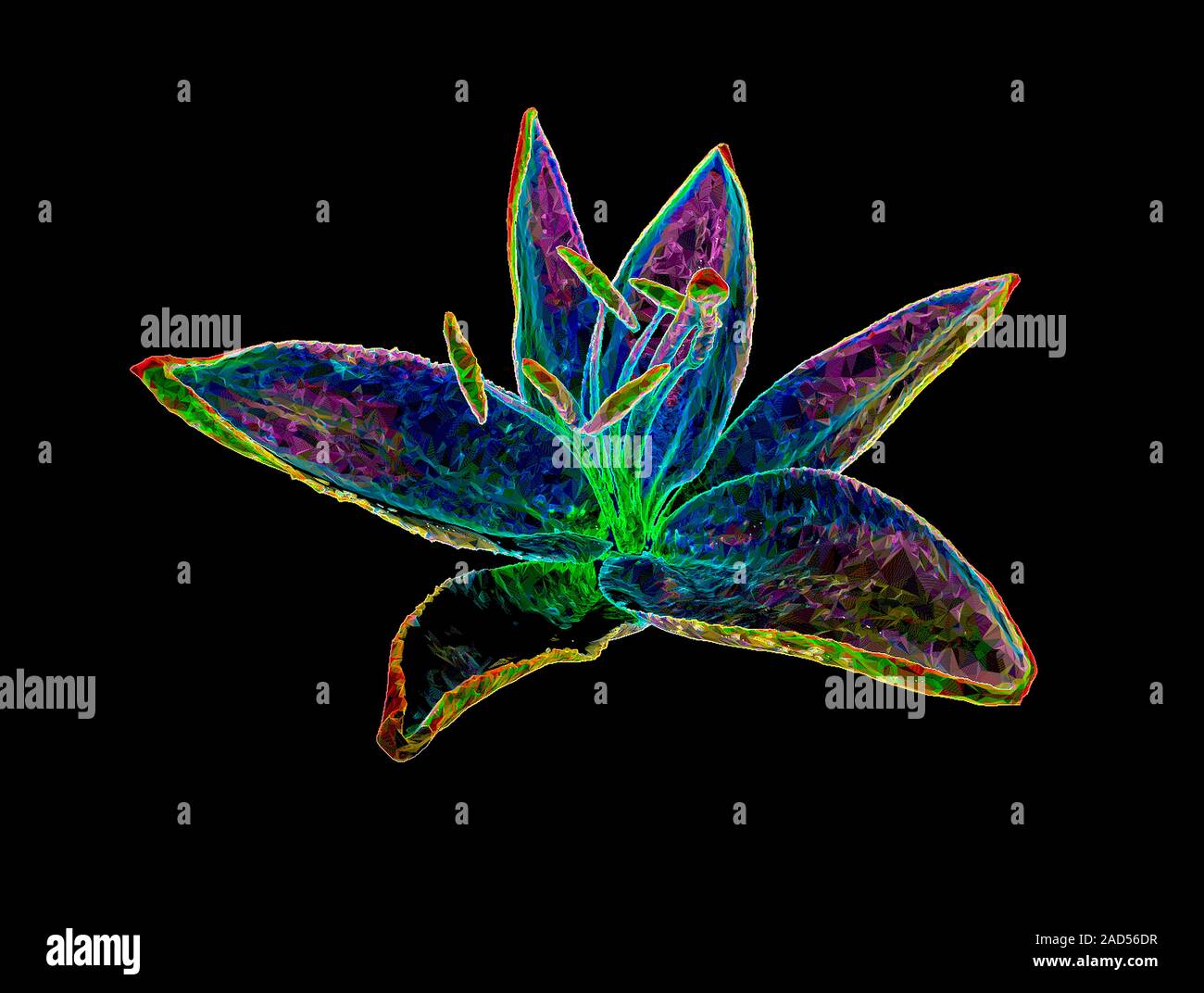 Lily (Lilium sp.) flower, coloured 3D computed tomography (CT) scan ...