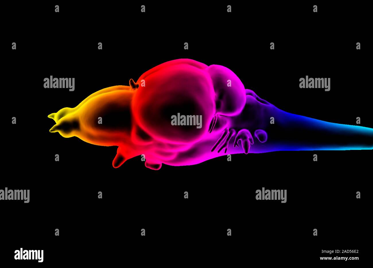 Zebrafish (Danio rerio) brain. 3D computer artwork of the brain of a ...