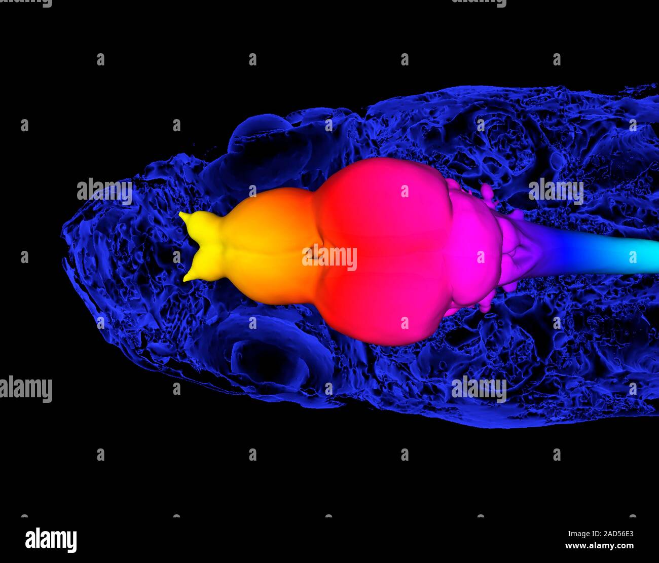 Zebrafish (Danio rerio) brain. Coloured micro-computed tomography ...
