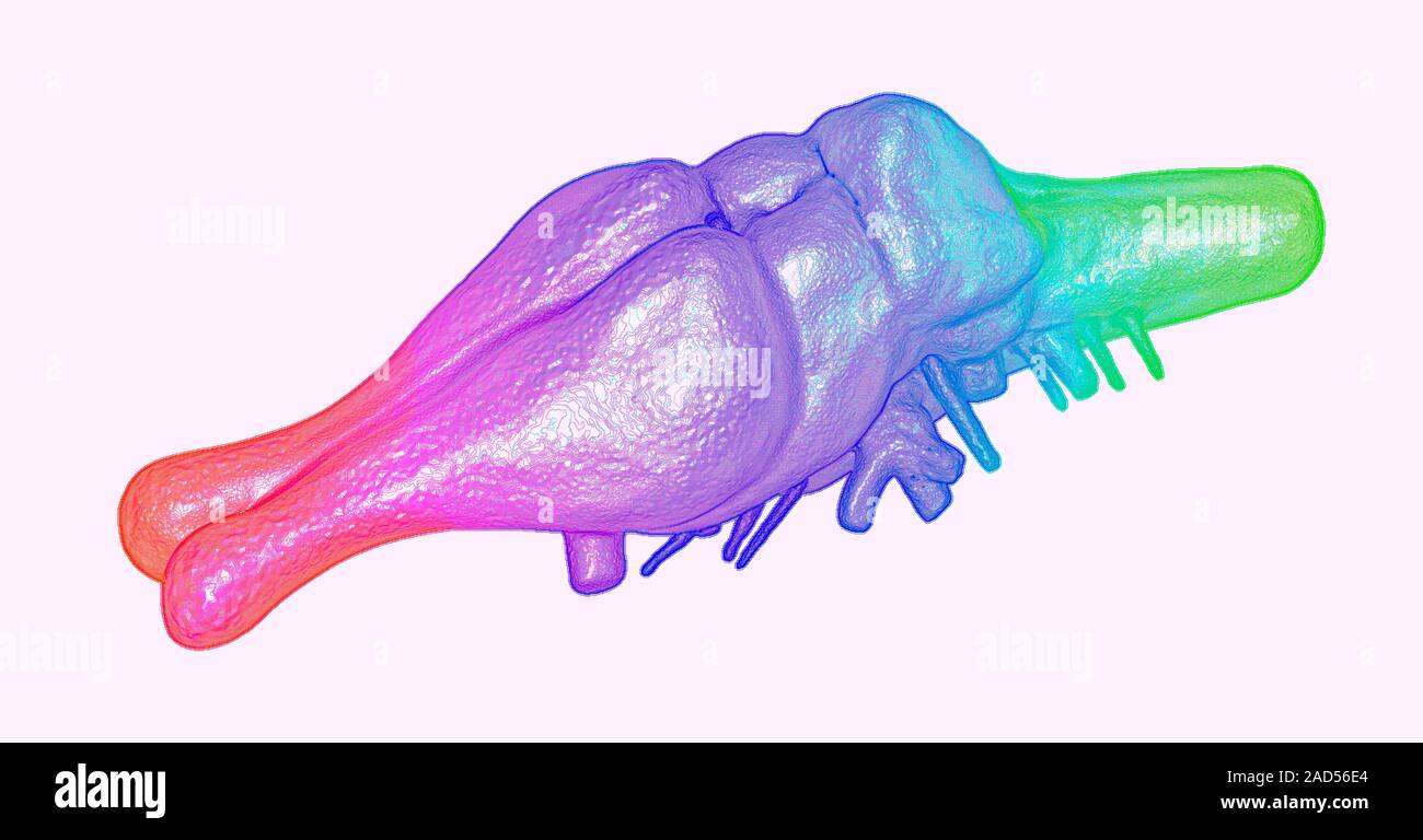 Tyrannosaurus rex brain. 3D computer illustration of the brain of a ...