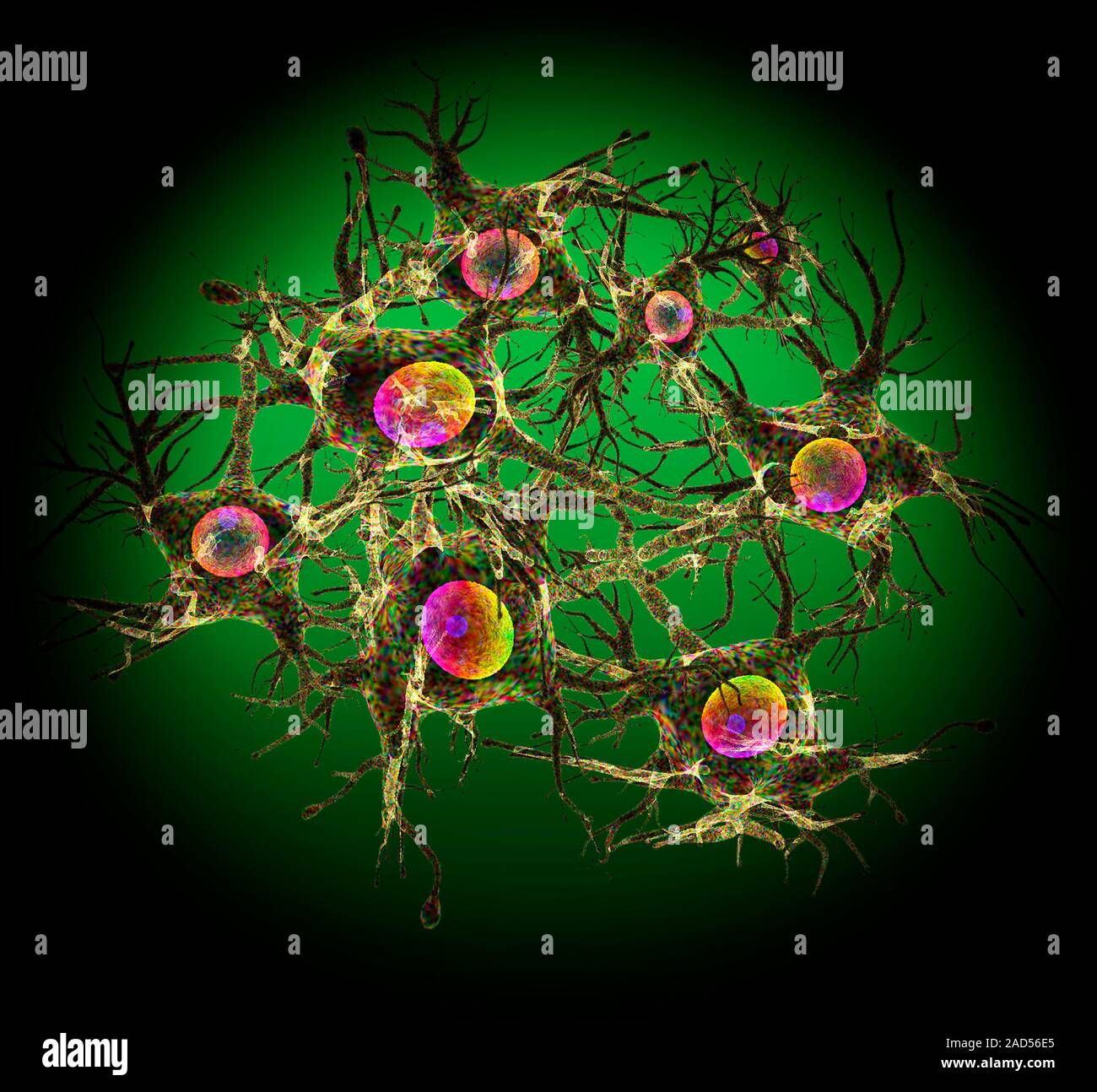 Neural network. Digitally enhanced 3D computed tomography (CT) scan of ...