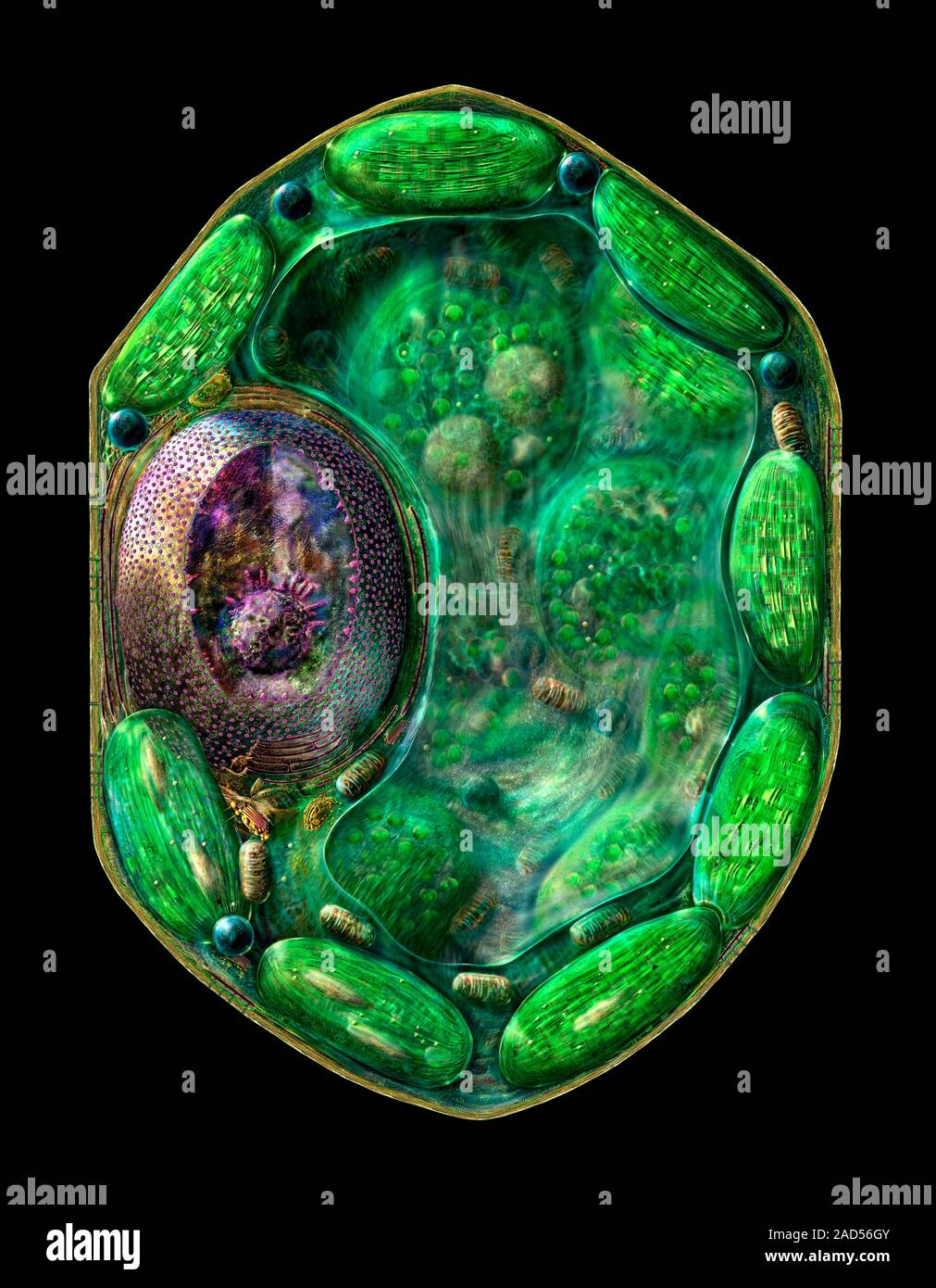 This image may not be used in educational posters Plant cell structure ...