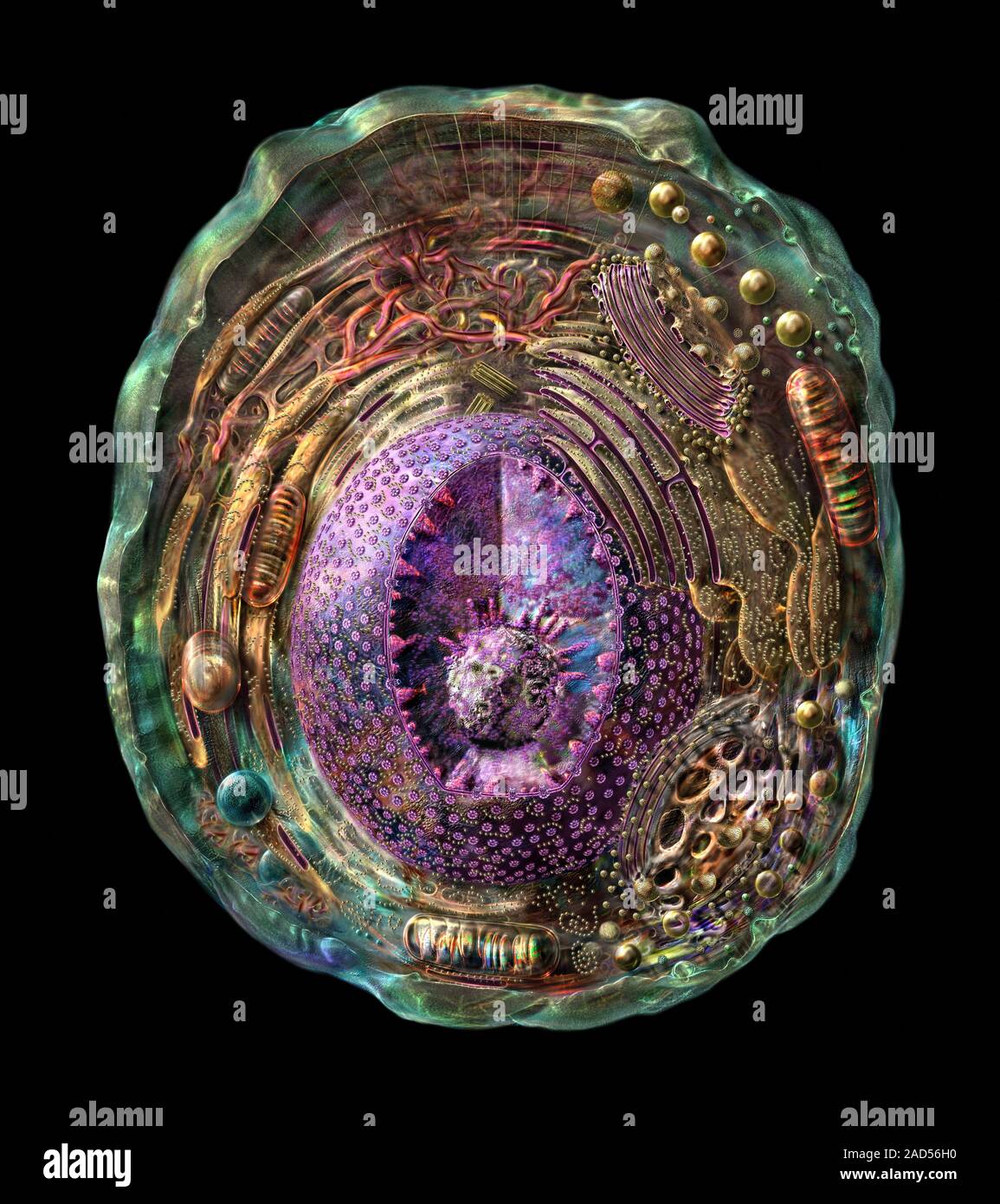 This image may not be used in educational posters Animal cell, cutaway ...