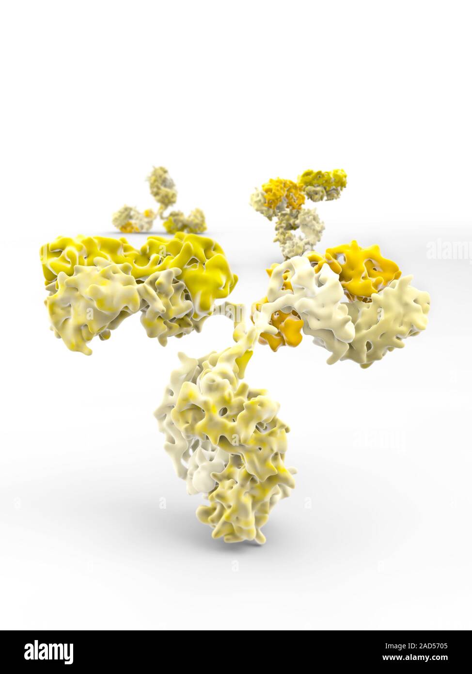 Monoclonal antibody, molecular model. Computer illustration showing the ...