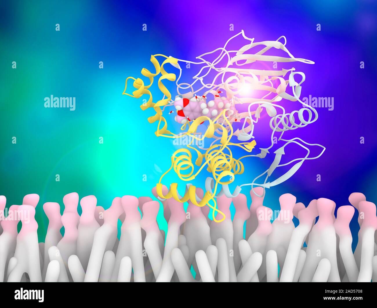 Acetylcholinesterase and donepezil drug complex. Computer illustration ...