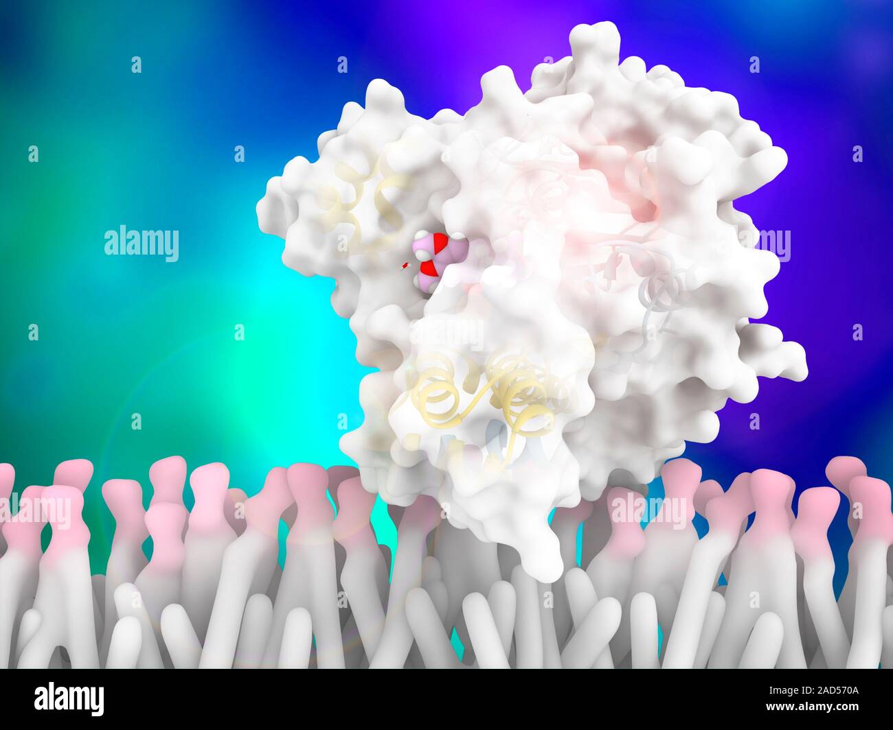 Acetylcholinesterase and donepezil drug complex. Computer illustration ...