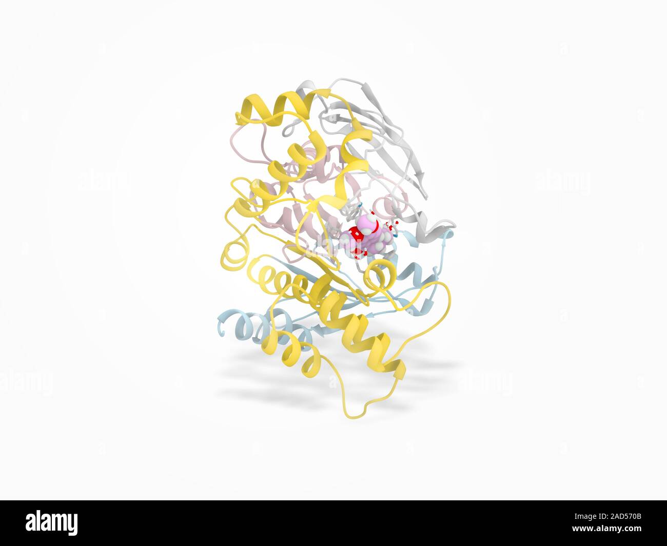 Acetylcholinesterase and donepezil drug complex. Computer illustration ...