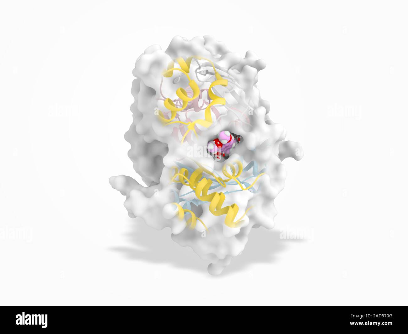 Acetylcholinesterase and donepezil drug complex. Computer illustration ...