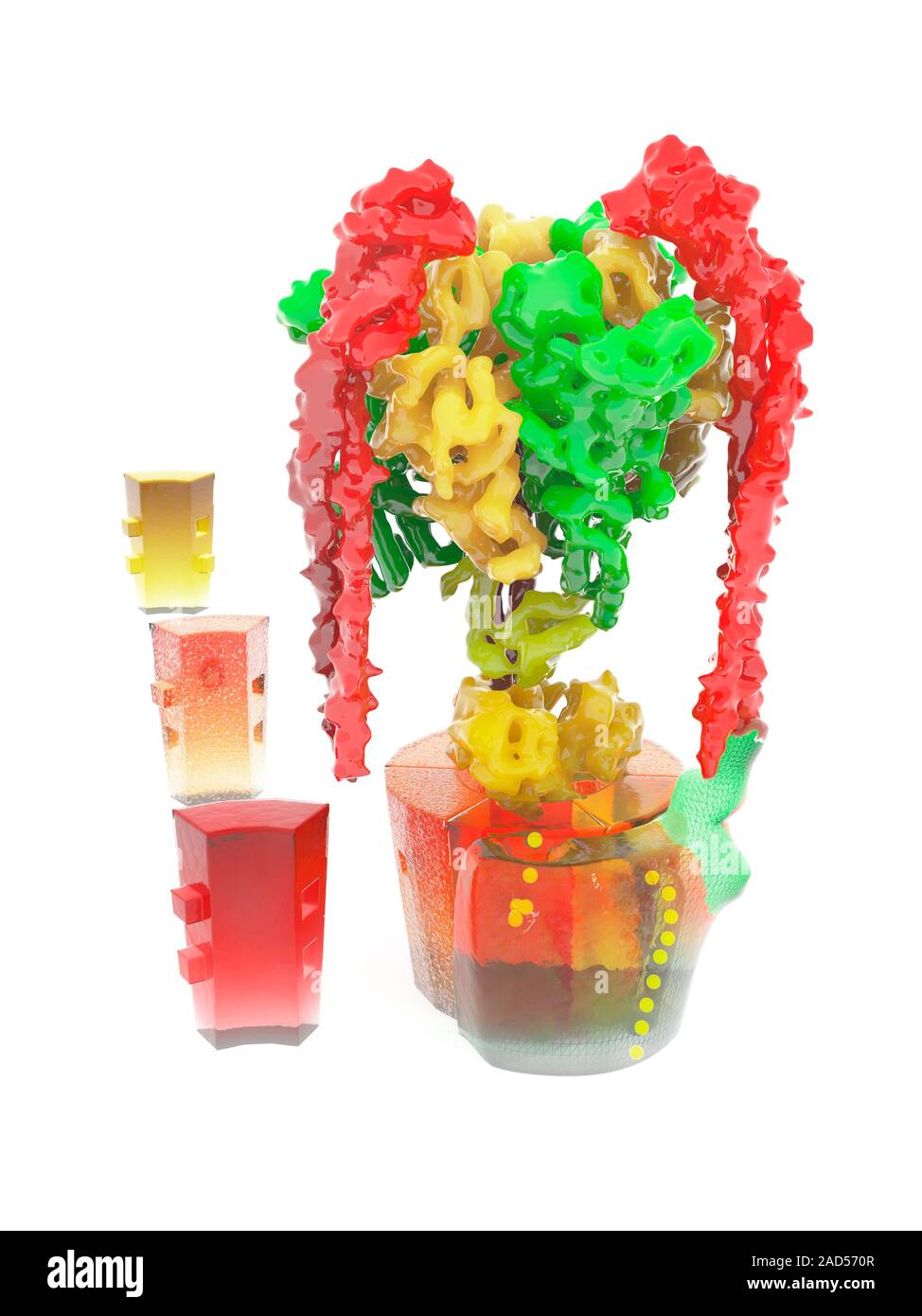 V-ATPase molecule, molecular model. Computer illustration showing the ...