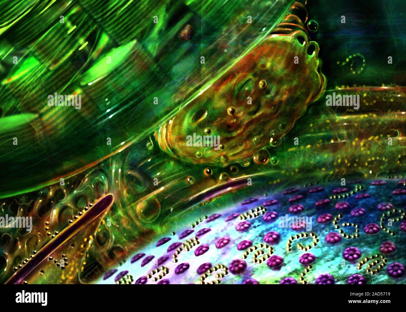 This image may not be used in educational posters Internal cellular ...