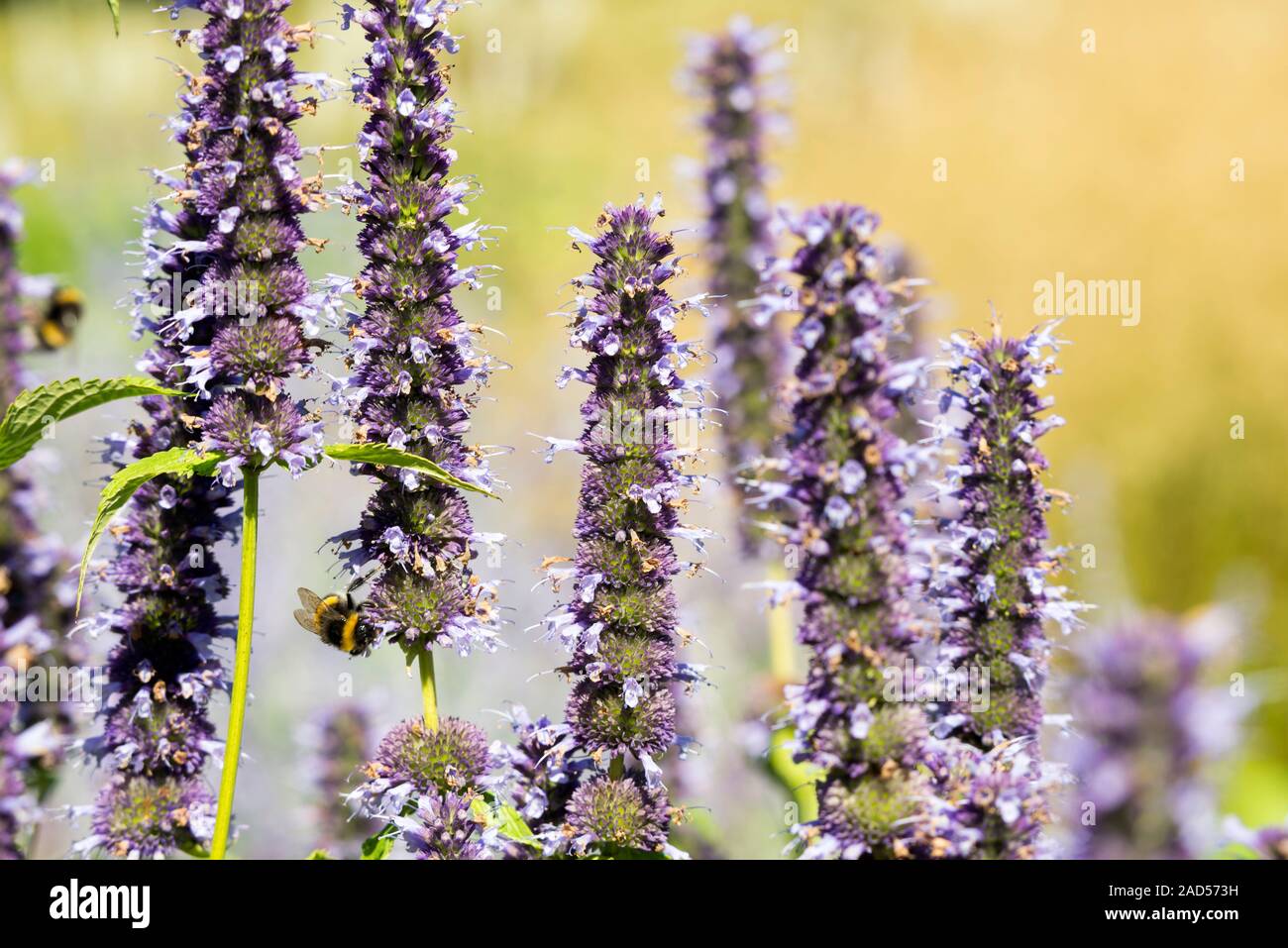 Giant hyssop (Agastache Blackadder) flower spikes Stock Photo - Alamy