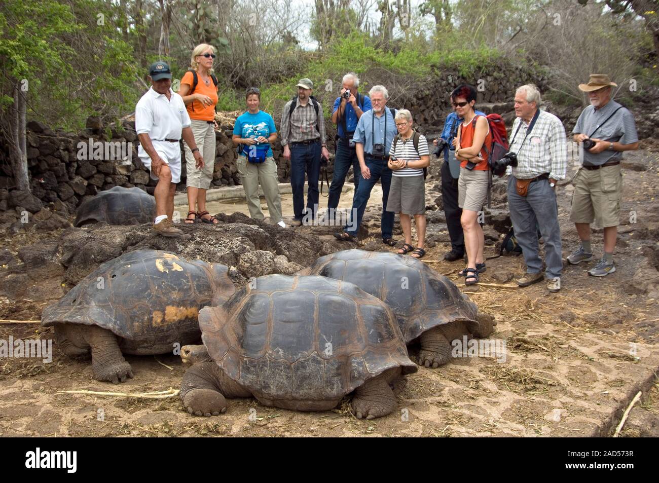 Tourists with Galapagos giant tortoises (Chelonoidis nigra ...