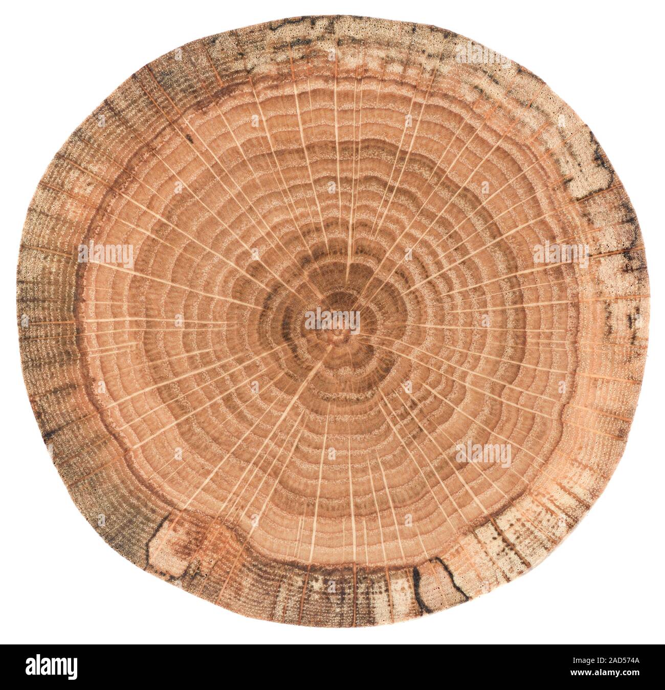 White Oak Tree Rings