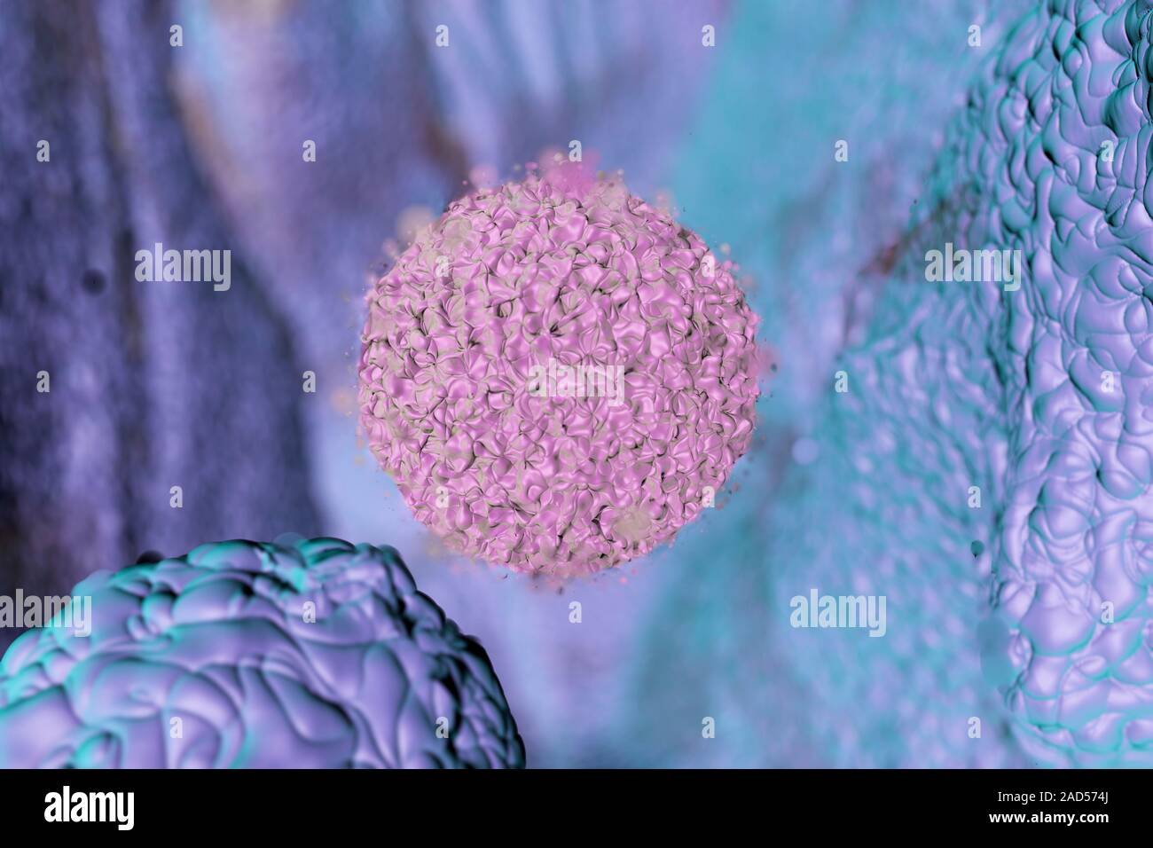 Lymphocyte, illustration. Lymphocytes are a type of white blood cell ...