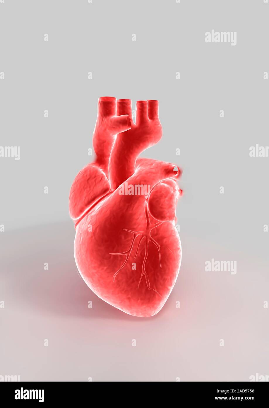 Human heart, illustration. Frontal view of a human heart. The heart is ...