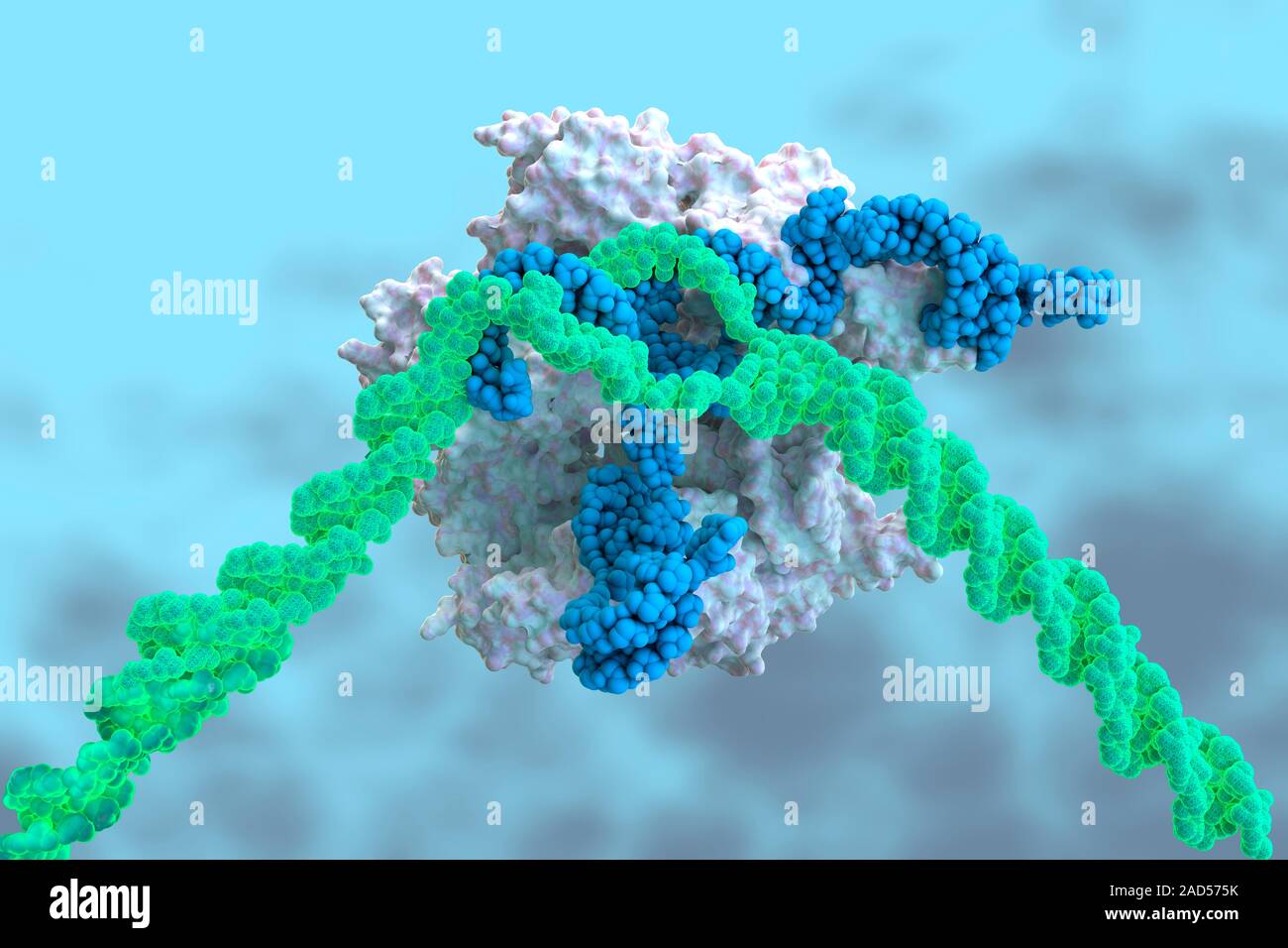 CRISPR-Cas9 gene editing complex, molecular structure. The CRISPR-Cas9 protein is used in genome ...