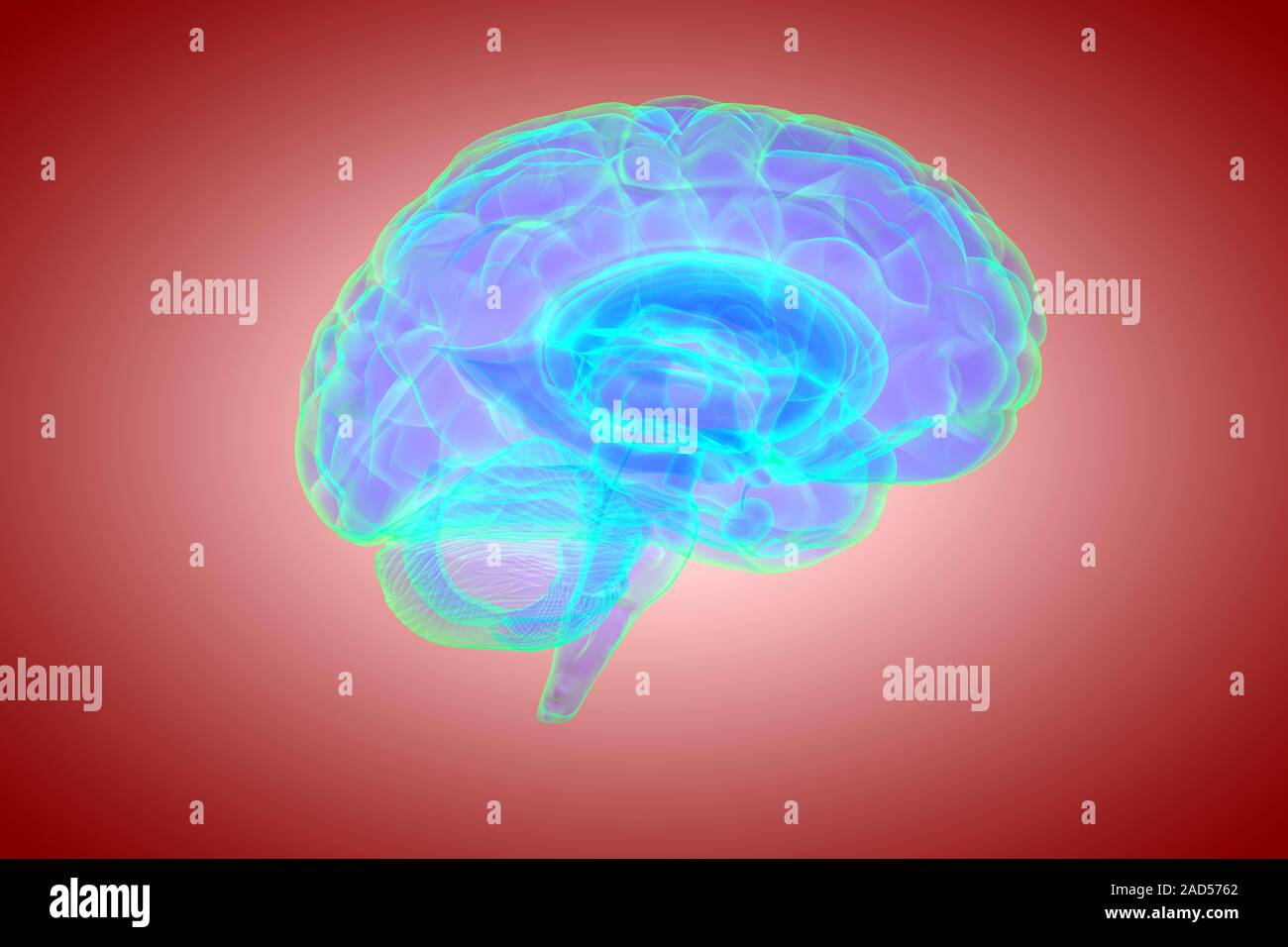 Human brain, illustration. The front of the brain is at right in this ...