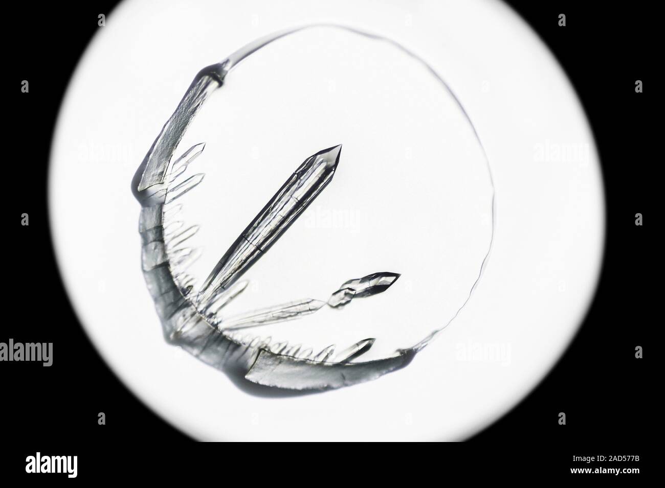 Centrosome protein crystals. Microscope image of crystals of a protein ...